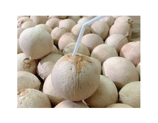 Dừa Xiêm Sọ Size Lớn True Coco